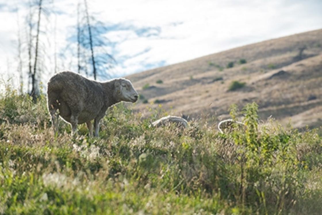 Supporting Local Farms and Ranches