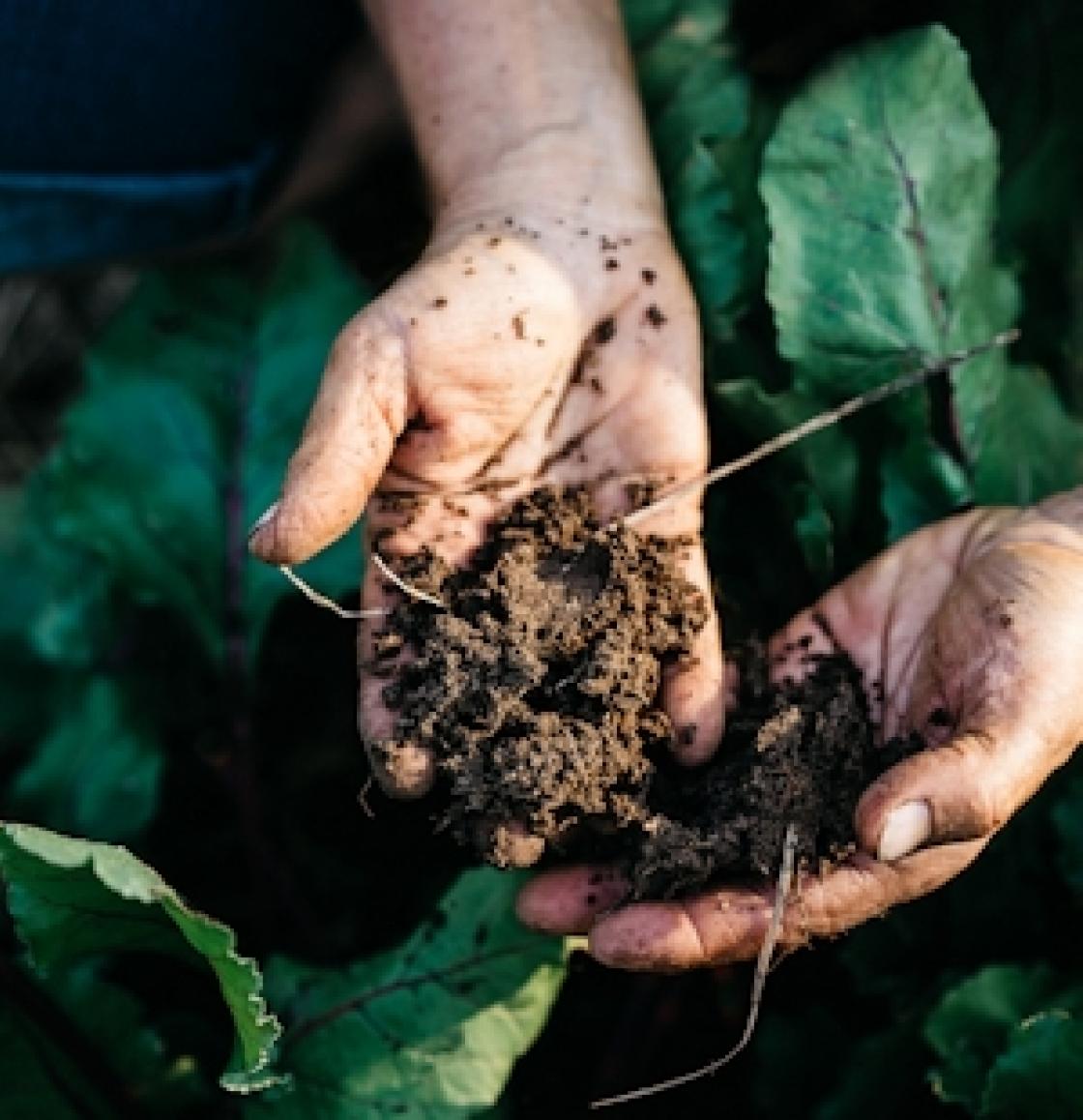 Get the Dirt on Soil