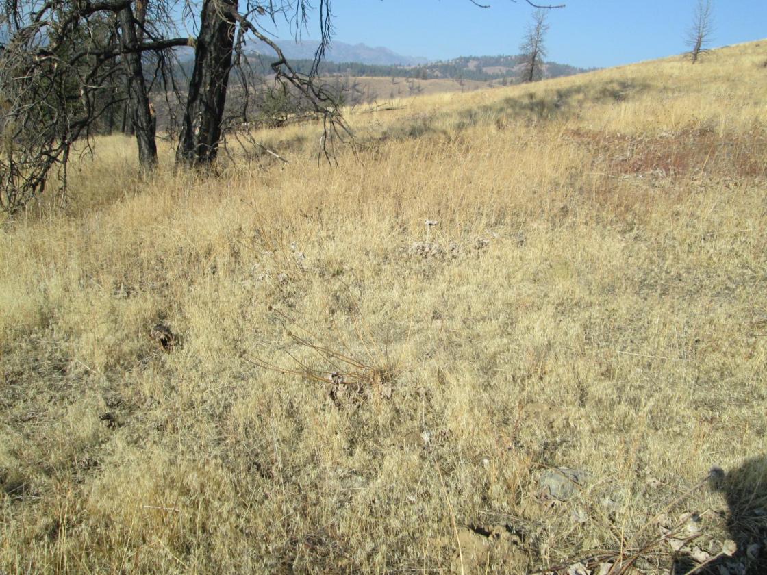 Cheatgrass