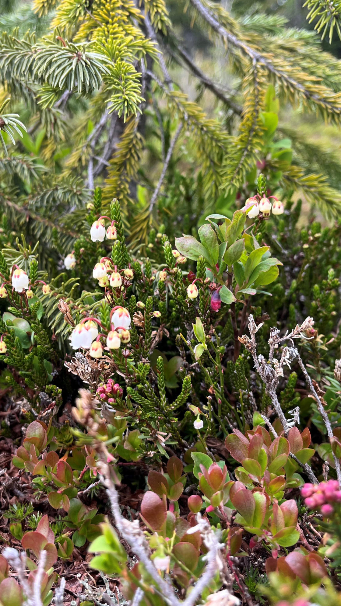Field Trip: Alpine Ecology and Botany