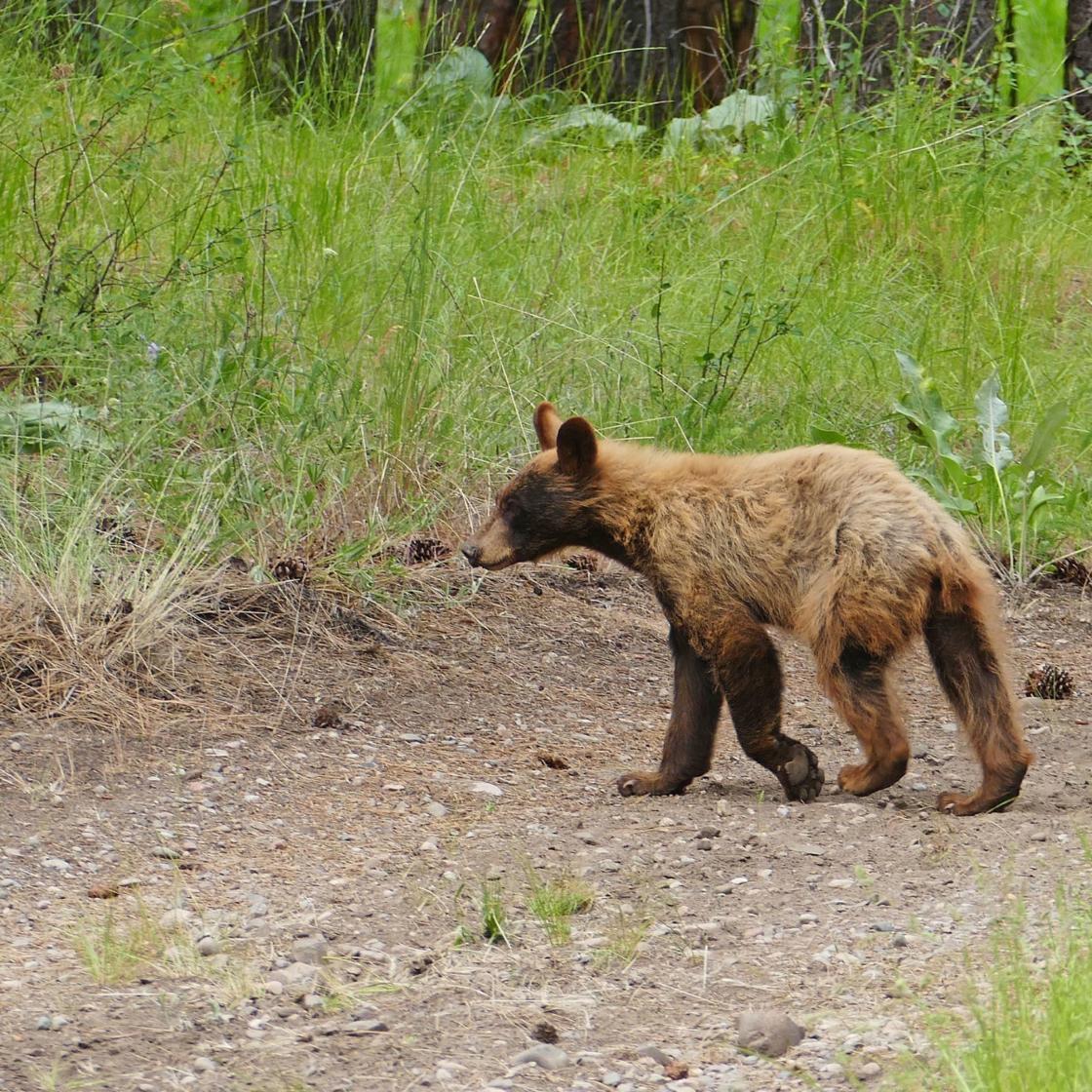 The Campaign for Sunny M Ranch
