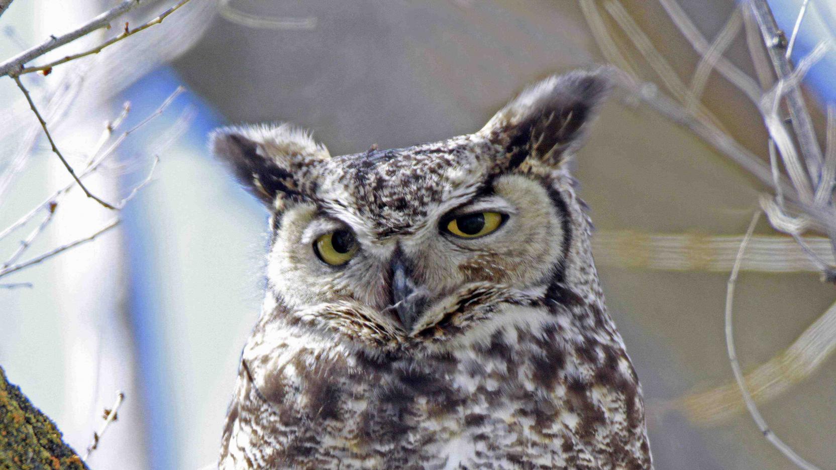 Big Valley Owling Adventure,