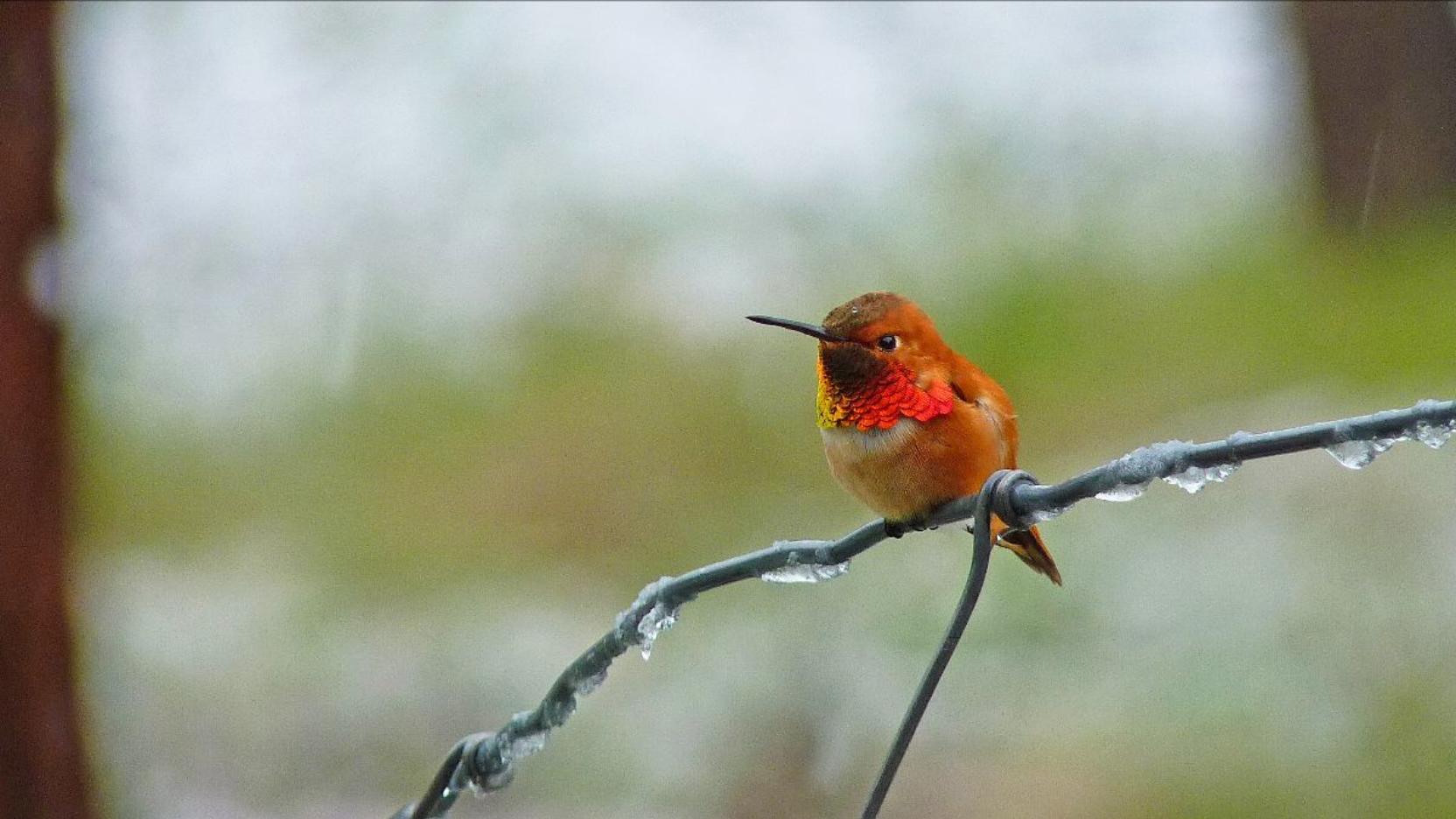 The Wildlife of the Sunny M Ranch with Wildlife Biologist Scott Fitkin
