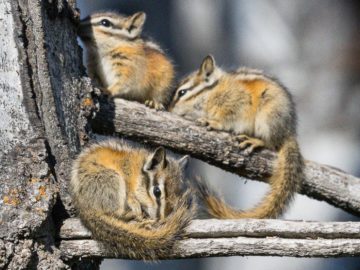 Home [methowconservancy.org]