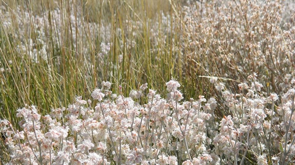 News: June 2019 - Methow Conservancy